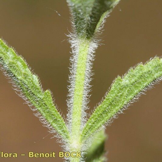 Sideritis Littoralis Plant Care & How to Grow, Water