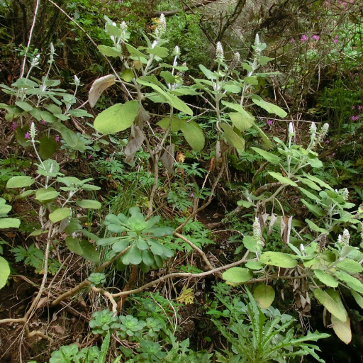 Sideritis Macrostachys Plant Care & How to Grow, Water