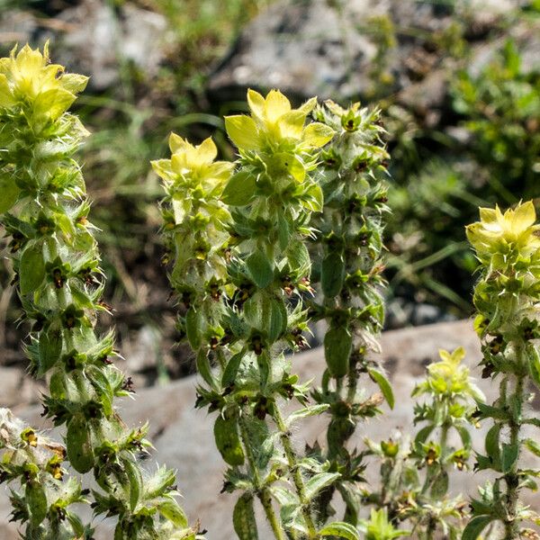 Mountain Ironwort (Sideritis Montana) Plant Care & How to Grow, Water