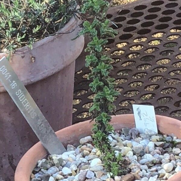 Sideritis Montserratiana Plant Care & How to Grow, Water