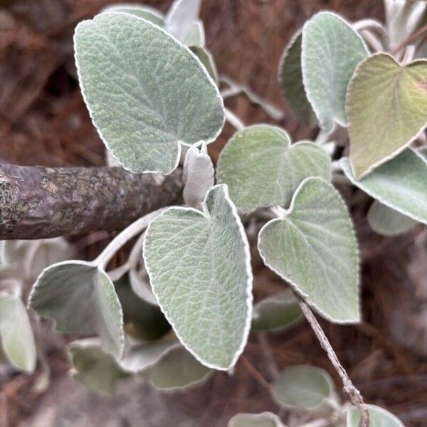 Sideritis Nervosa Plant Care & How to Grow, Water