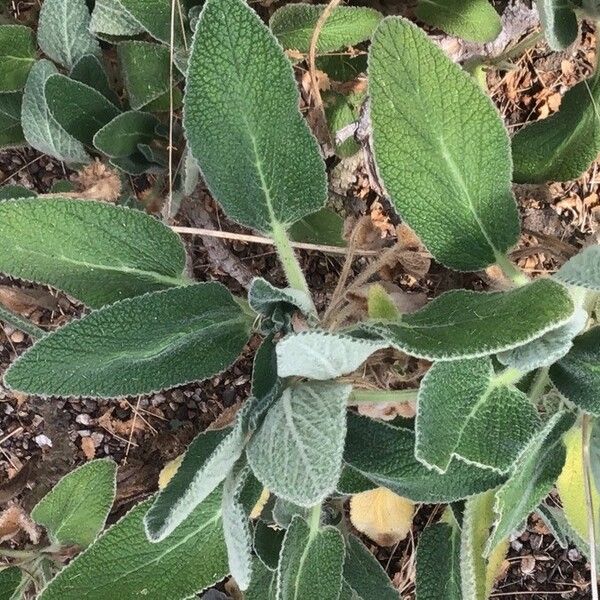 Sideritis Nutans Plant Care & How to Grow, Water