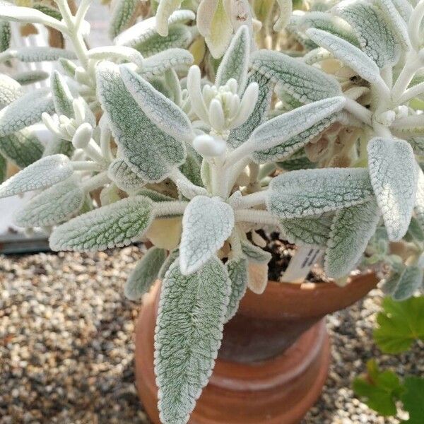 Sideritis Oroteneriffae Plant Care & How to Grow, Water