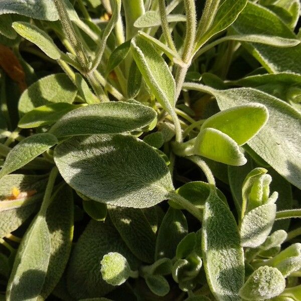 Sideritis Phlomoides Plant Care & How to Grow, Water