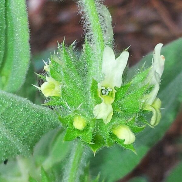 Sideritis Provincialis Care Guide: Water, Soil & Propagation - Plantiary