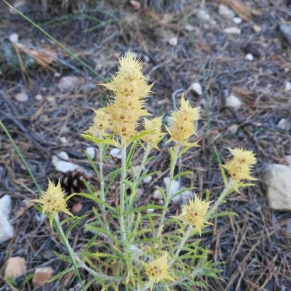 Sideritis Pungens Plant Care & How to Grow, Water