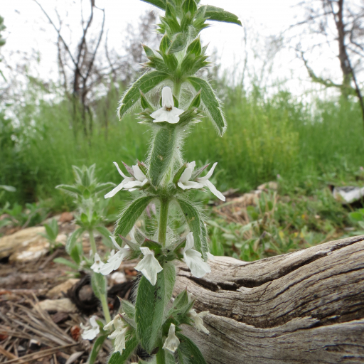 Simplebeak Ironwort (Sideritis Romana) Plant Care & How to Grow, Water