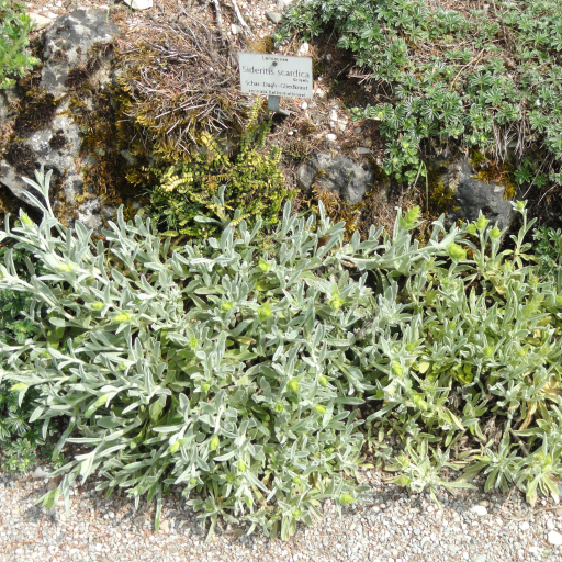 Greek Mountain Tea (Sideritis Scardica) Plant Care & How to Grow, Water