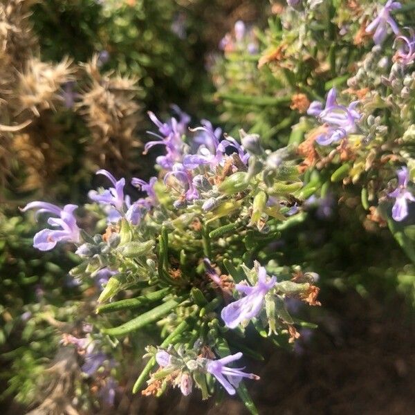 Sideritis Serrata Plant Care & How to Grow, Water