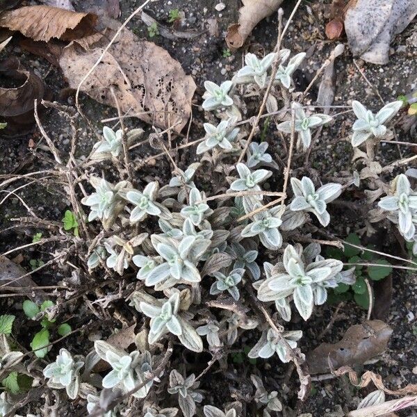 Sideritis Stachydioides Plant Care & How to Grow, Water