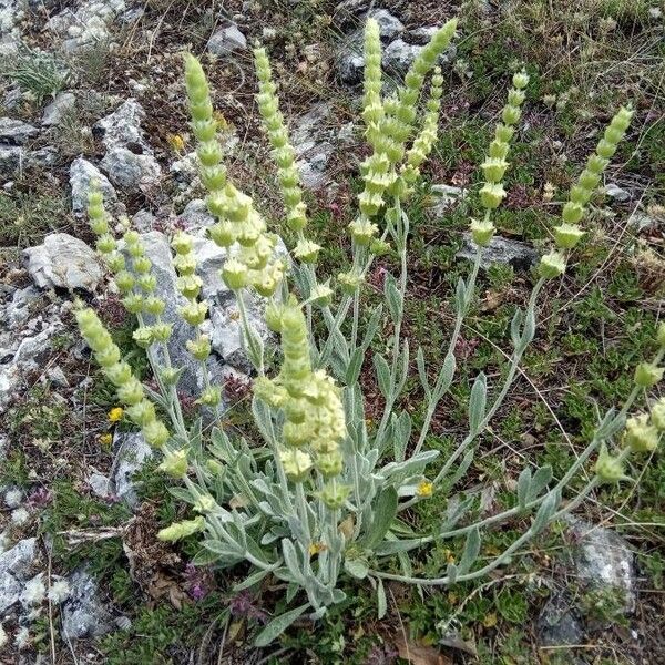 Sideritis Taurica Care Guide: Water, Soil & Propagation - Plantiary