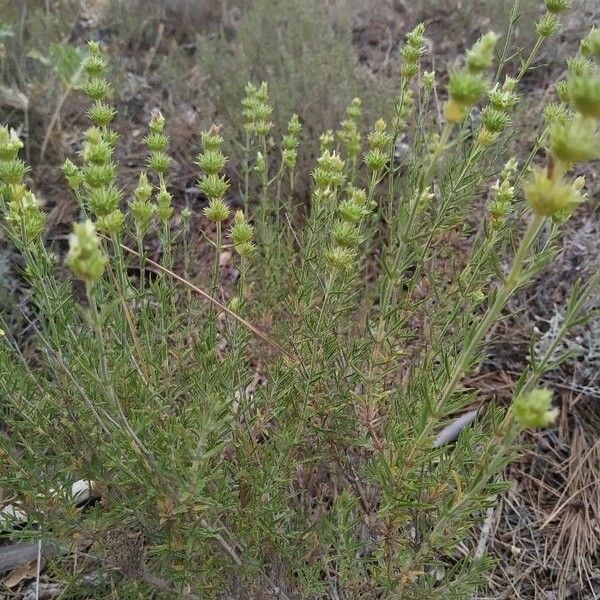 Sideritis Tragoriganum Plant Care & How to Grow, Water