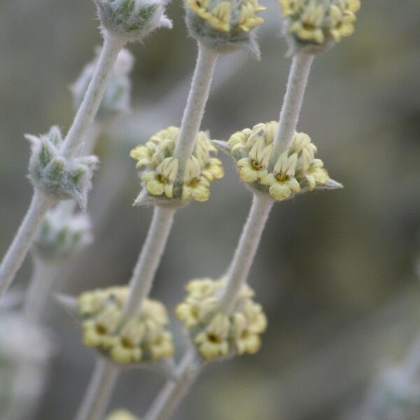 Sideritis Trojana Plant Care & How to Grow, Water