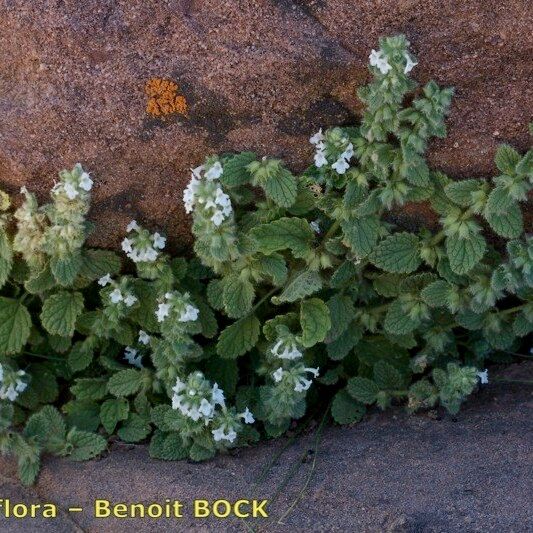 Sideritis Villosa Plant Care & How to Grow, Water