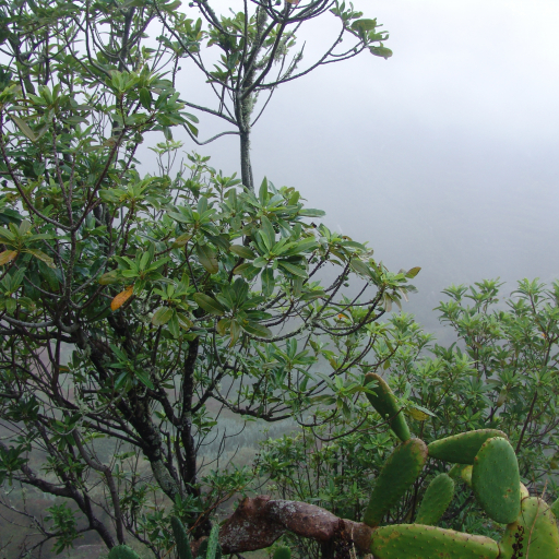 Sideroxylon Canariense Care Guide: Water, Soil & Propagation - Plantiary