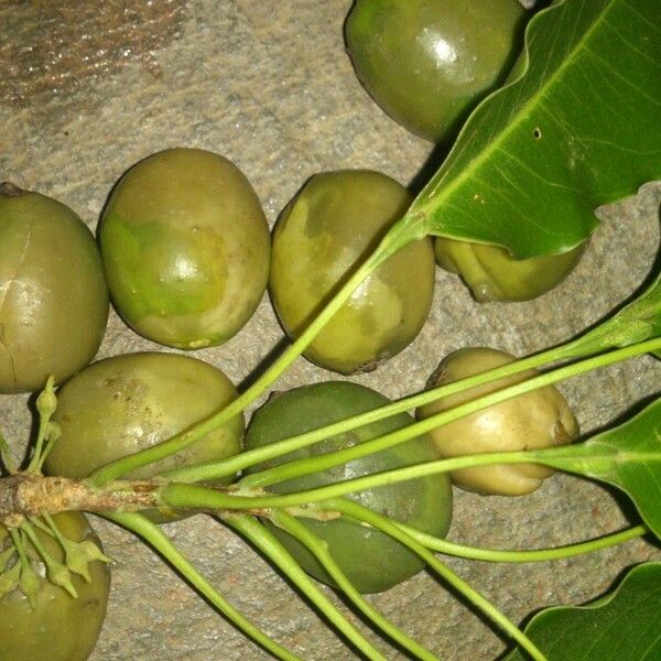 Sideroxylon Capiri Plant Care & How to Grow, Water