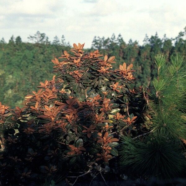 Sideroxylon Cinereum Plant Care & How to Grow, Water