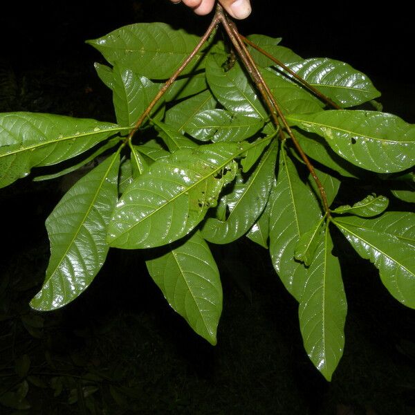 Sideroxylon Contrerasii Plant Care & How to Grow, Water