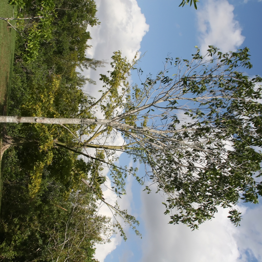 False Mastic (Sideroxylon Foetidissimum) Plant Care & How to Grow, Water