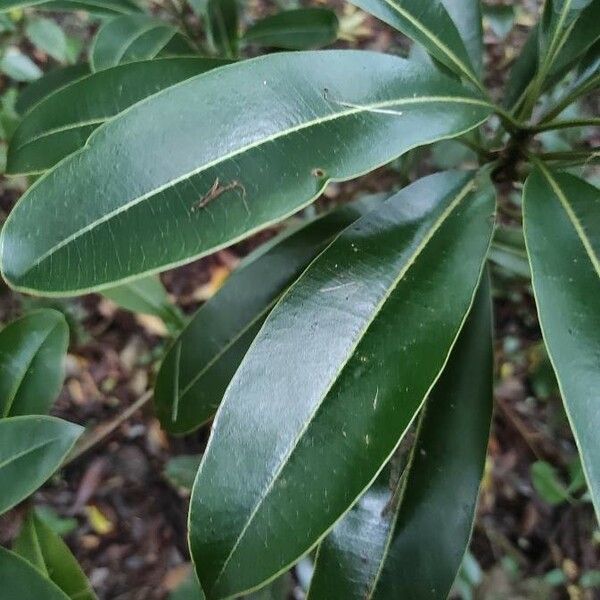 Sideroxylon Majus Plant Care & How to Grow, Water