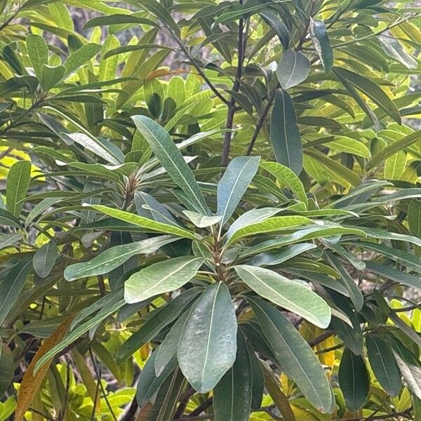 Sideroxylon Mirmulano Plant Care & How to Grow, Water