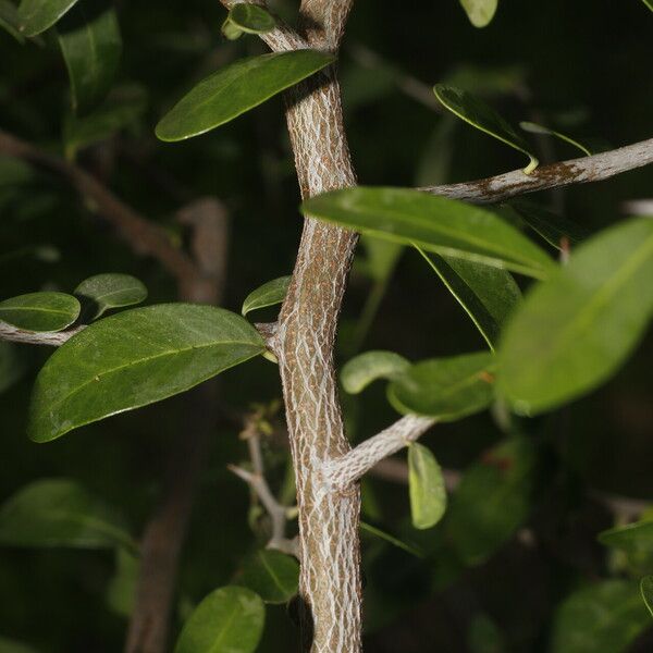 Sideroxylon Obtusifolium Plant Care & How to Grow, Water