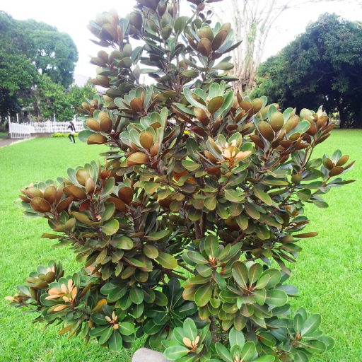 Sideroxylon Puberulum Plant Care & How to Grow, Water