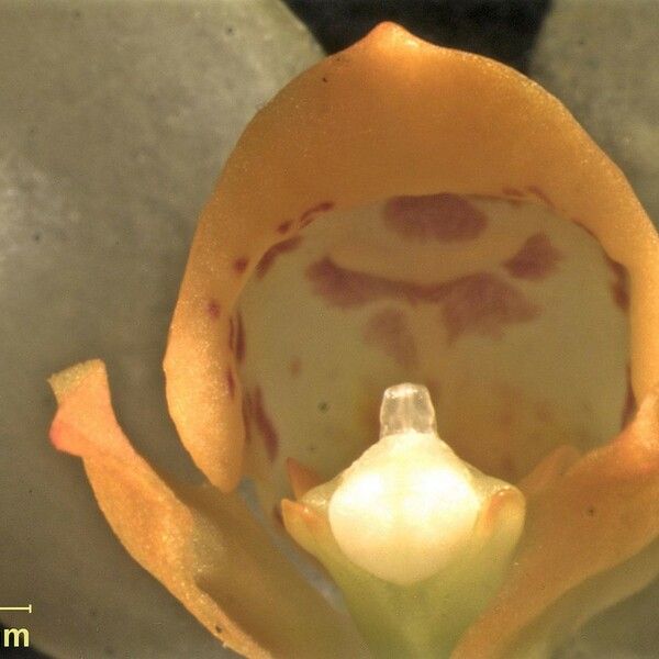 Sievekingia Suavis Plant Care & How to Grow, Water