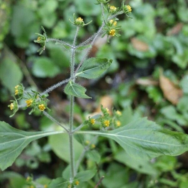 Sigesbeckia Pubescens Plant Care & How to Grow, Water