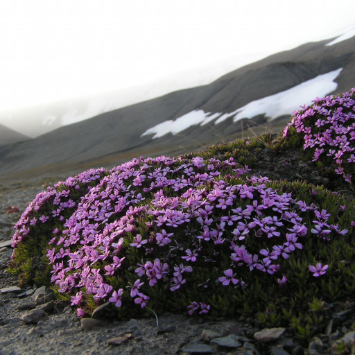 Moss Campion (Silene Acaulis) Plant Care & How to Grow, Water