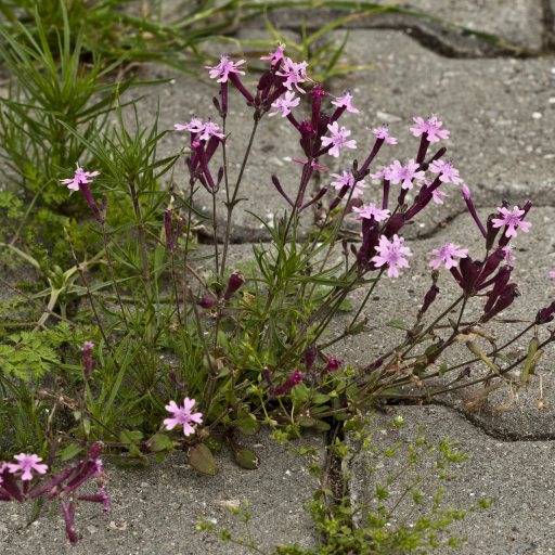 Egyptian Catchfly (Silene Aegyptiaca) Plant Care & How to Grow, Water