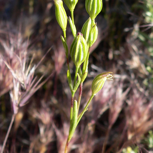 Sleepy Catchfly (Silene Antirrhina) Plant Care & How to Grow, Water