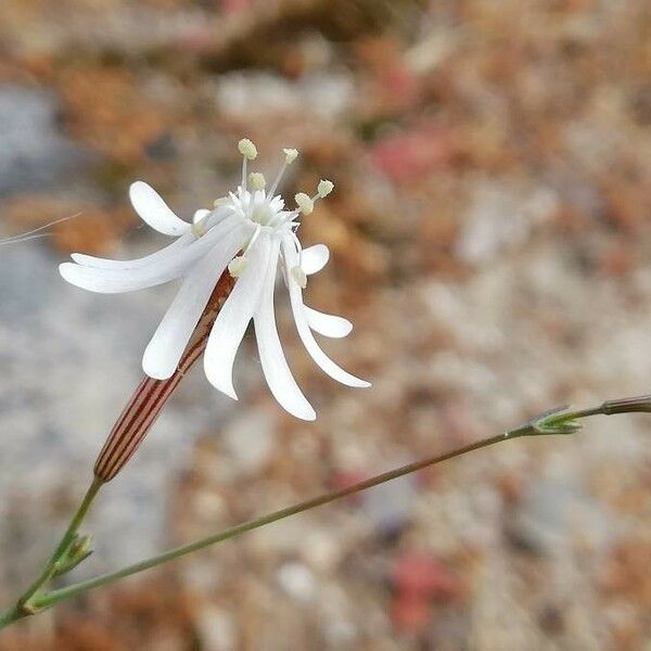 Bare Catchfly (Silene Apetala) Plant Care & How to Grow, Water