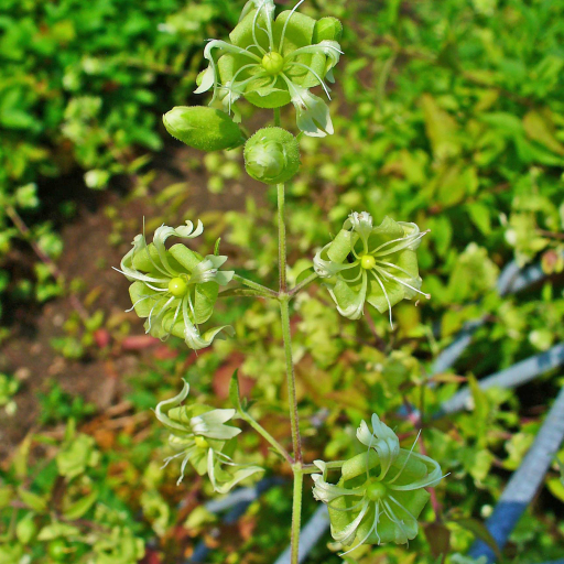 Berry Catchfly (Silene Baccifera) Plant Care & How to Grow, Water