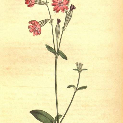 Daisy-Leaved Catchfly (Silene Bellidifolia) Plant Care & How to Grow, Water