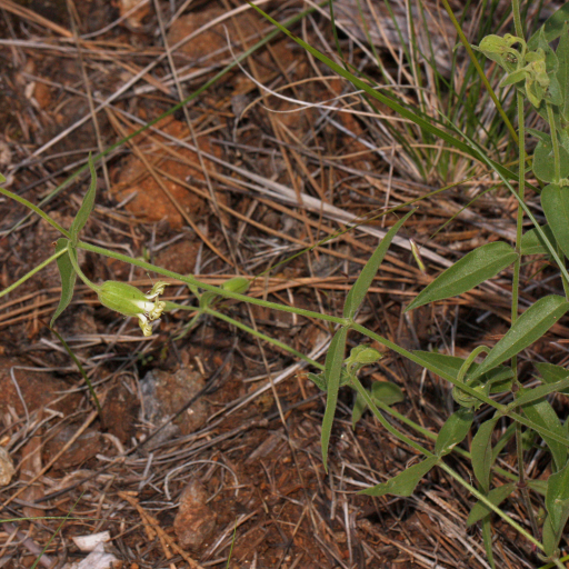 Narrow-Leaved Catchfly (Silene Campanula) Plant Care & How to Grow, Water