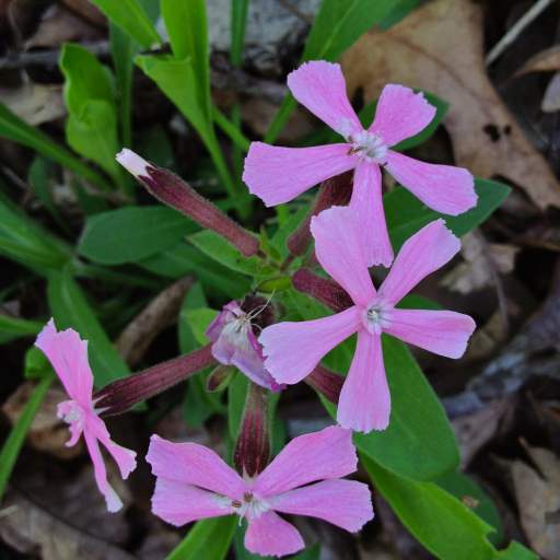 Sticky Catchfly (Silene Caroliniana) Plant Care & How to Grow, Water