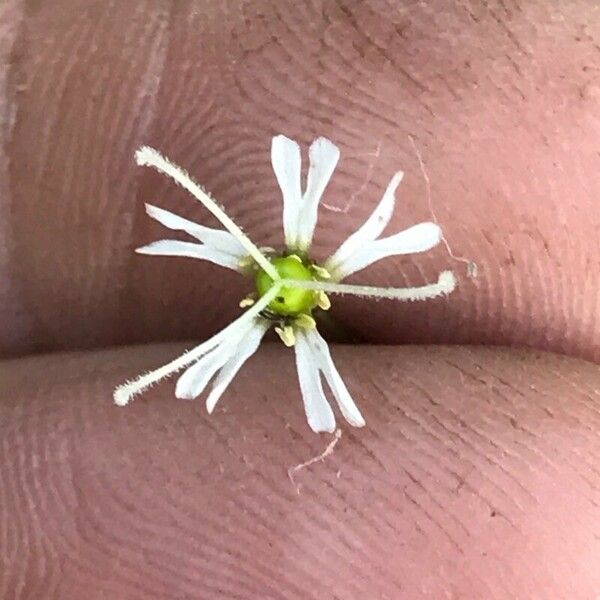 Worcestershire Catchfly (Silene Catholica) Plant Care & How to Grow, Water
