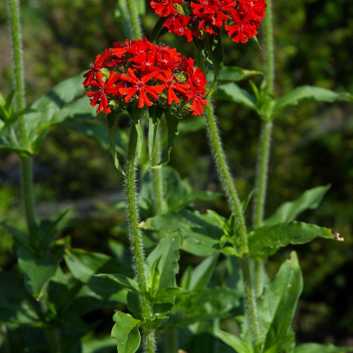Maltese Cross (Silene Chalcedonica) Care Guide: Water, Soil ...