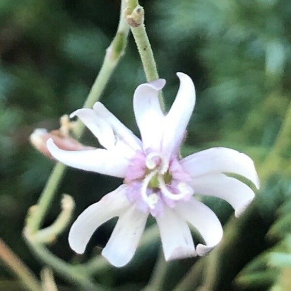 Elegant Catchfly (Silene Ciliata) Plant Care & How to Grow, Water