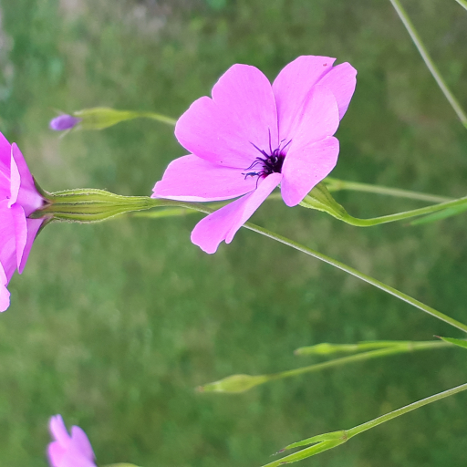Rose Silene (Silene Coeli-rosa) Care Guide: Water, Soil & Propagation ...