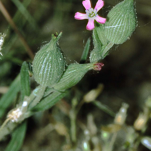 Sand Catchfly (Silene Conica) Plant Care & How to Grow, Water