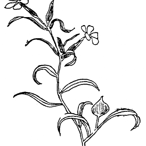 Large Sand Catchfly (Silene Conoidea) Plant Care & How to Grow, Water