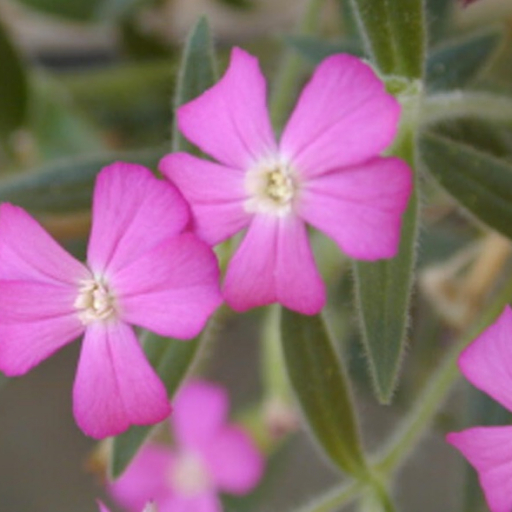 Silene Diclinis Plant Care & How to Grow, Water