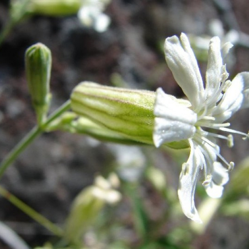 Douglas's Catchfly (Silene Douglasii) Plant Care & How to Grow, Water