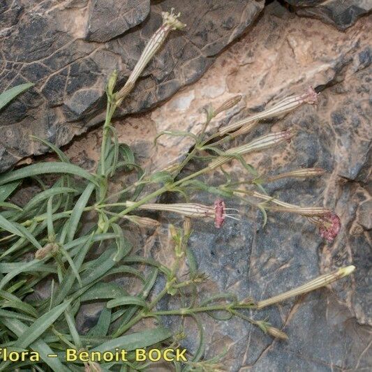 Silene Dyris Plant Care & How to Grow, Water