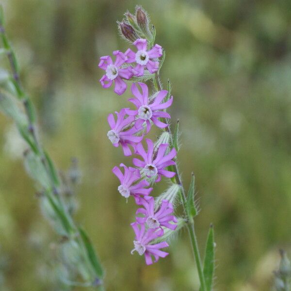 Silene Graeca Plant Care & How to Grow, Water