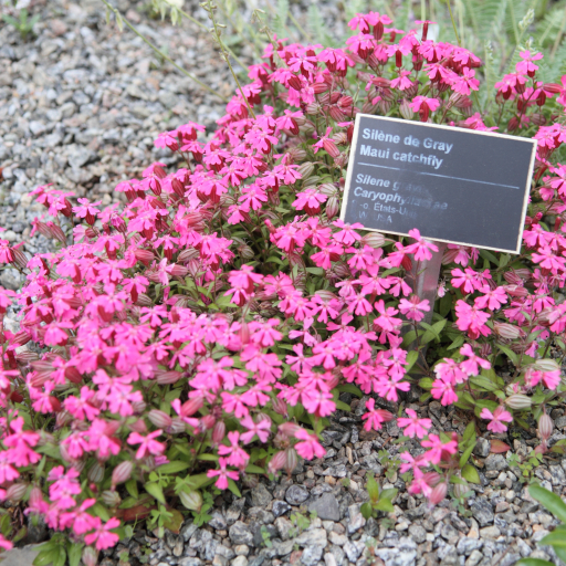 Gray's Catchfly (Silene Grayi) Plant Care & How to Grow, Water