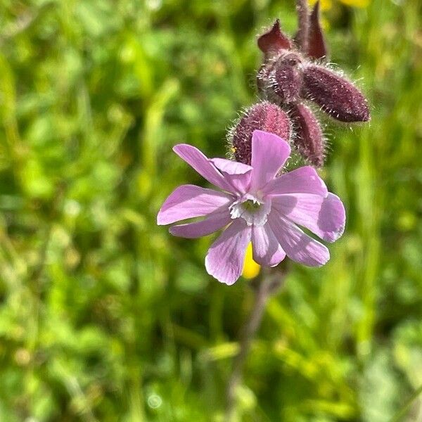 Catchfly (Silene × Hampeana) Plant Care & How to Grow, Water