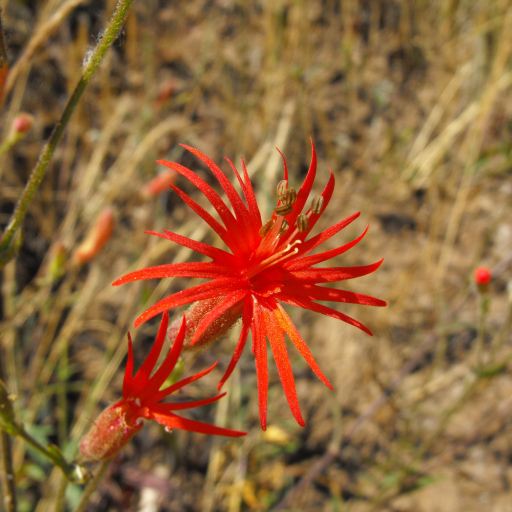 Ladder Fern (Nephrolepis Cordifolia) Plant Care & How to Grow, Water